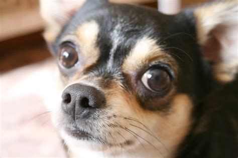 Порода собак с большими глазами 76 фото