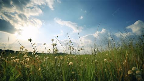 푸른 하늘 배경 풀밭 잔디밭 하늘 배경 일러스트 및 사진 무료 다운로드 Pngtree