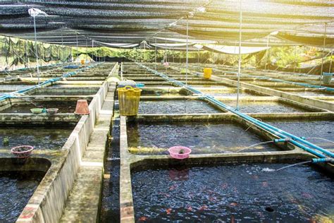 Sic Code 0921 Fish Hatcheries And Preserves