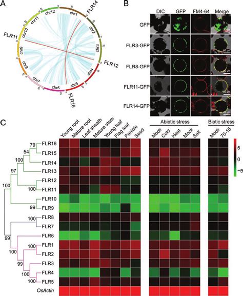 Analysis Of Duplication Subcellular Localization And Gene Expression
