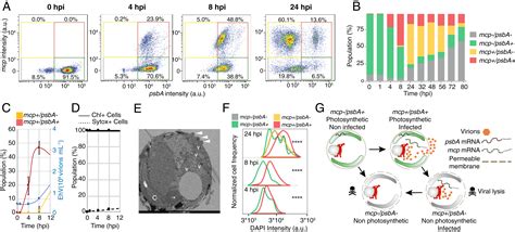 Viral Infection Cell