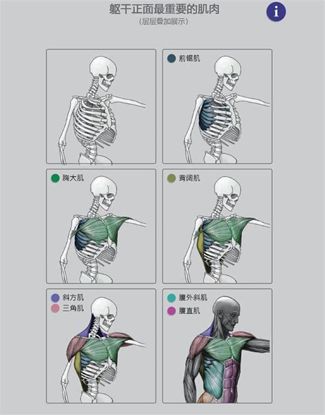 人体教程 躯干结构的骨骼与肌肉讲解 知乎
