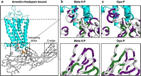 Mutational Data On The Opsarrestin 1 Complex Structure A Model