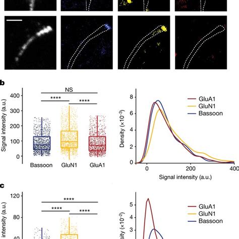 Filopodia Exhibit Ampar Immunonegative And Nmdar Immunopositive Download Scientific Diagram