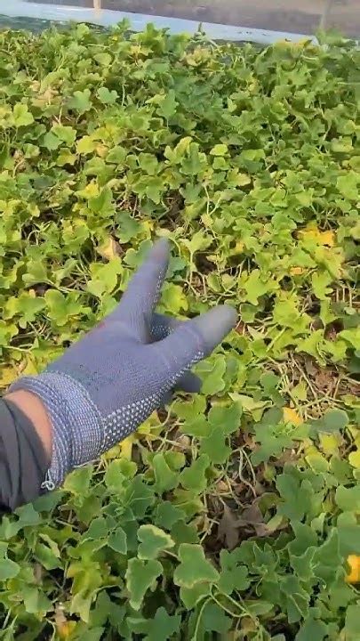 참외 농가 신초가멈춥니다 참외시즌이끝나갑니다 남은두달동안 화이팅하십시오 끝날때까지끝난게아닙니다 Youtube