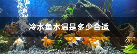 冷水鱼水温是多少合适 鱼百科