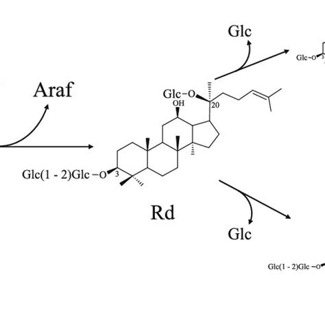 Biotransformation Pathway Of Ginsenoside Rc Into Rd Which Is The
