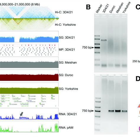 The Effects Of Structural Variation In 3d4 21 Cells A Visual Download Scientific Diagram
