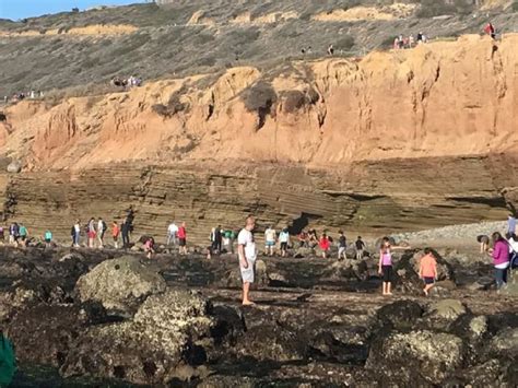 Visitors Exploring The Rocky Intertidal Communities Of Cabr Credit Nps Download Scientific