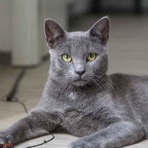 Korat Information And Cat Breed Facts