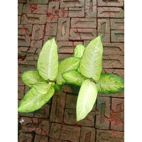 Jual Ag Tissue Harmoni Shopee Indonesia