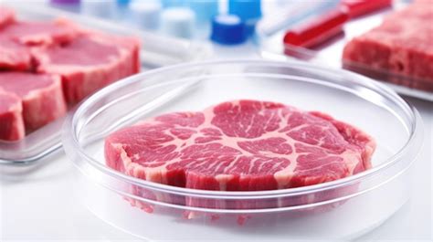 Lab Grown Meat Images Free Download On Freepik