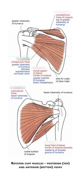Rotator Cuff Muscles Diagram Quizlet