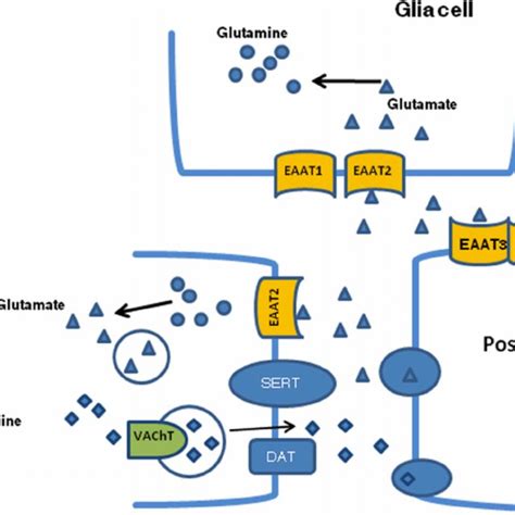 Pdf Disturbed Neurotransmitter Transporter Expression In Alzheimers Disease Brain