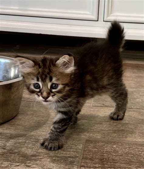 Legendtales Pixie Bob Kitten