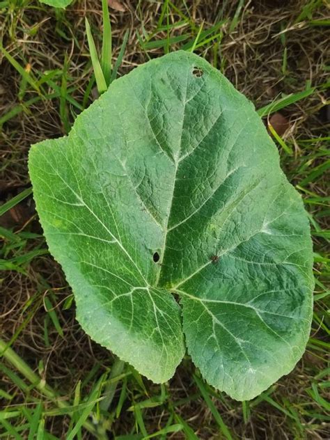 Cucurbit Pepo Leaf Diseases Classification Model By Team3