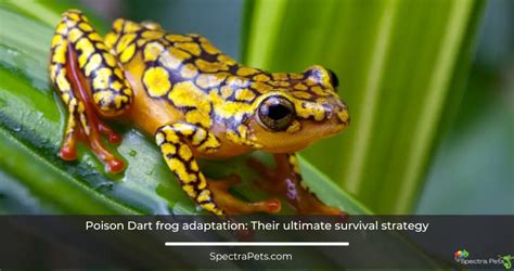 Poison Dart Frog Adaptation Their Ultimate Survival Strategy