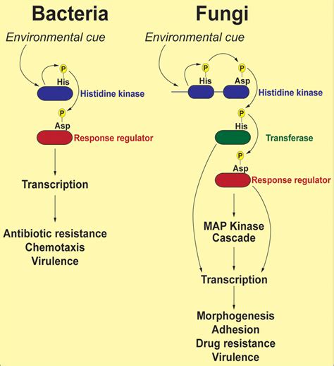 A Case For Two Component Signaling Systems As Antifungal Drug Targets
