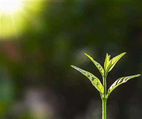 Mulesoft Automation Empowers Career Advancement Vincent Lowe