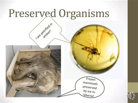 Types Of Fossils PPSX