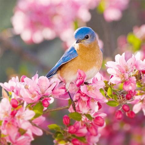 عکس های بهاری حیرت انگیز با کیفیت بالا