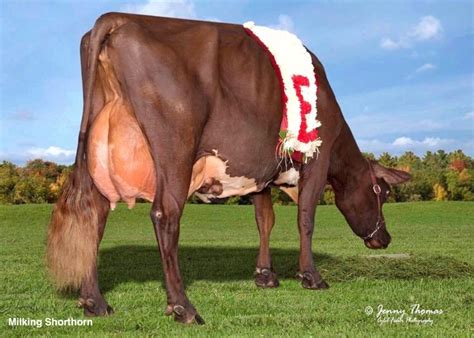 Milking Shorthorn
