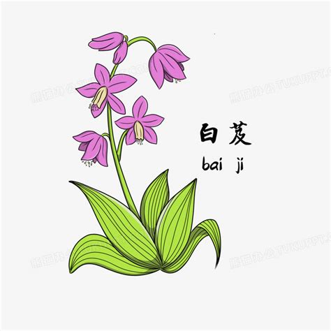 卡通手绘中医学药材白芨PNG图片素材下载 手绘PNG 熊猫办公