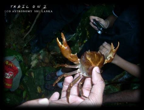 Batadobalena Routable Guide Image © Aravinda Ravibhanu 2013