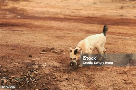 고양이는 길 건너편에 있는 그녀의 입에 마우스를 들고 있다 여행 주제에 대한 스톡 사진 및 기타 이미지 여행 주제 캄보디아 0명 Istock