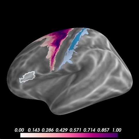 Pysurfer Python Neuroimaging Visualization — Pysurfer 0100 Documentation