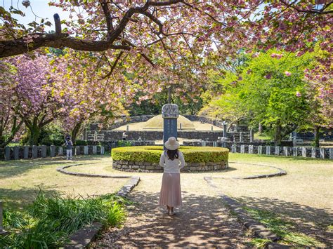 제주도 봄 여행 숨은 벚꽃 명소 Best 4 방구석걸리버