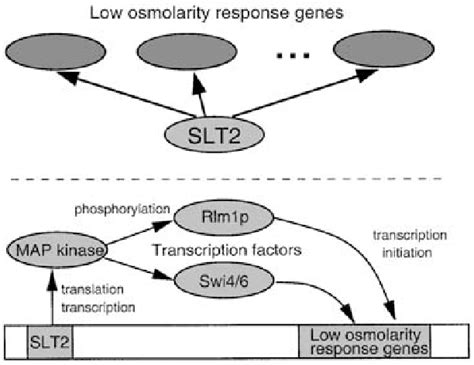 figure 1 from reverse engineering of genetic networks with bayesian networks semantic scholar