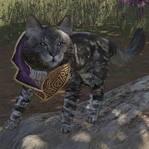 Pin By Eugenia Jabkowski On The Elder Scrolls In 2025 Skyrim Cat