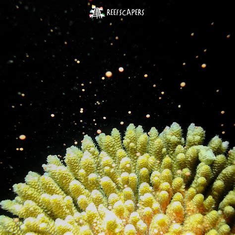 Coral Spawning 2023 Jan Jun Marine Savers