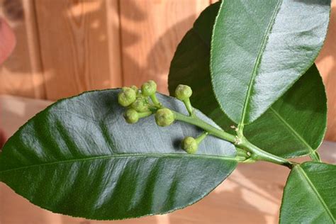 20 Free Lemon Bud And Lemon Images Pixabay