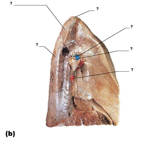 Lung Diagram Quizlet