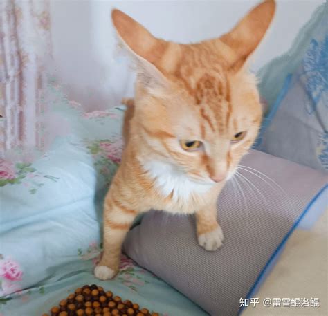 橘猫洛洛宅家记录02胖橘一天睡够24小时 知乎