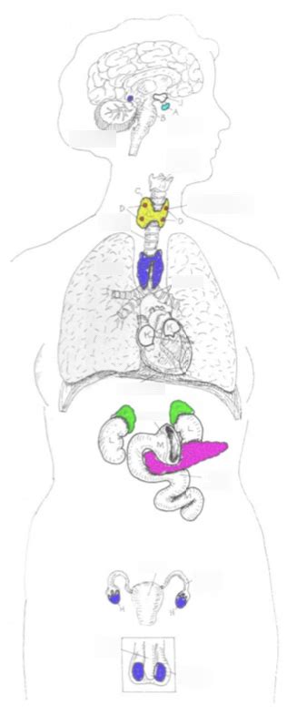 Diagram Of Endocrine Glands Quizlet