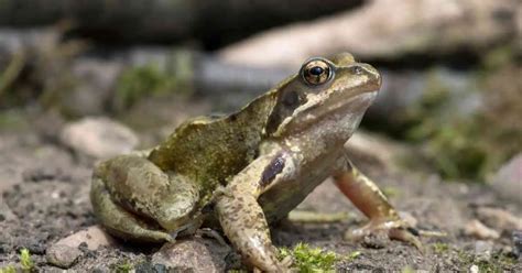 Common Frog Behavior Animalbehaviorcorner
