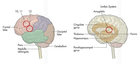 Brain Anatomy With Cerebral Lobes Brainstem And Limbic System