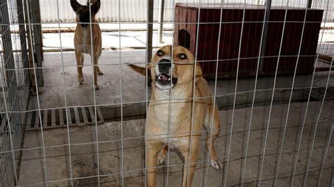 Приют за бездомни животни заработи в Силистра Новини бг