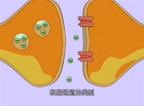 神经元结构大揭秘：大脑信息传递的秘密