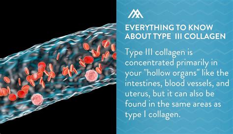 Everything To Know About Type Iii Collagen Amandean