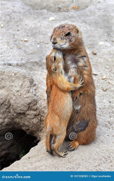 A Small Gopher Kisses His Mother Stock Image Image Of Kiss Closeup