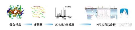 生物药表征及工艺控制丨一级结构——质谱 Nc 端测序 知乎
