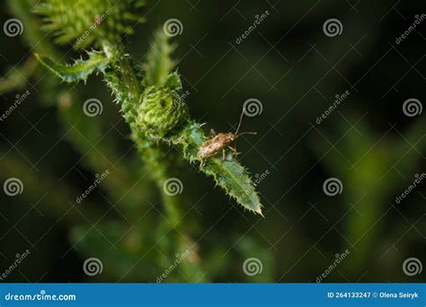 Coreoidea Beetle Or Leaf Footed Bug Tiny Invertebrate Insect On Green