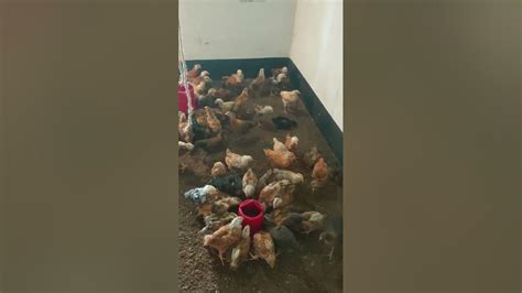 ৭ ৮ কেজি ওজন হওয়া টাইগার মুরগির খামার। আলহামদুলিল্লাহ। Youtube