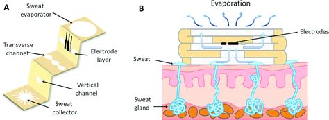 Electrochemical Paper Based Microfluidic Device At Paul Pineda Blog