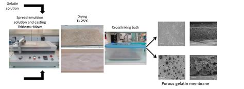 Membranes Free Full Text Porous Gelatin Membranes Obtained From Pickering Emulsions