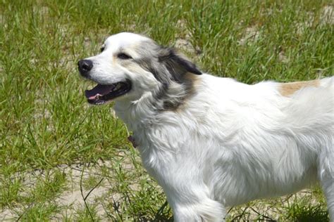 Anatolian Shepherd Great Pyrenees Mix Info Pictures Facts Faqs And More